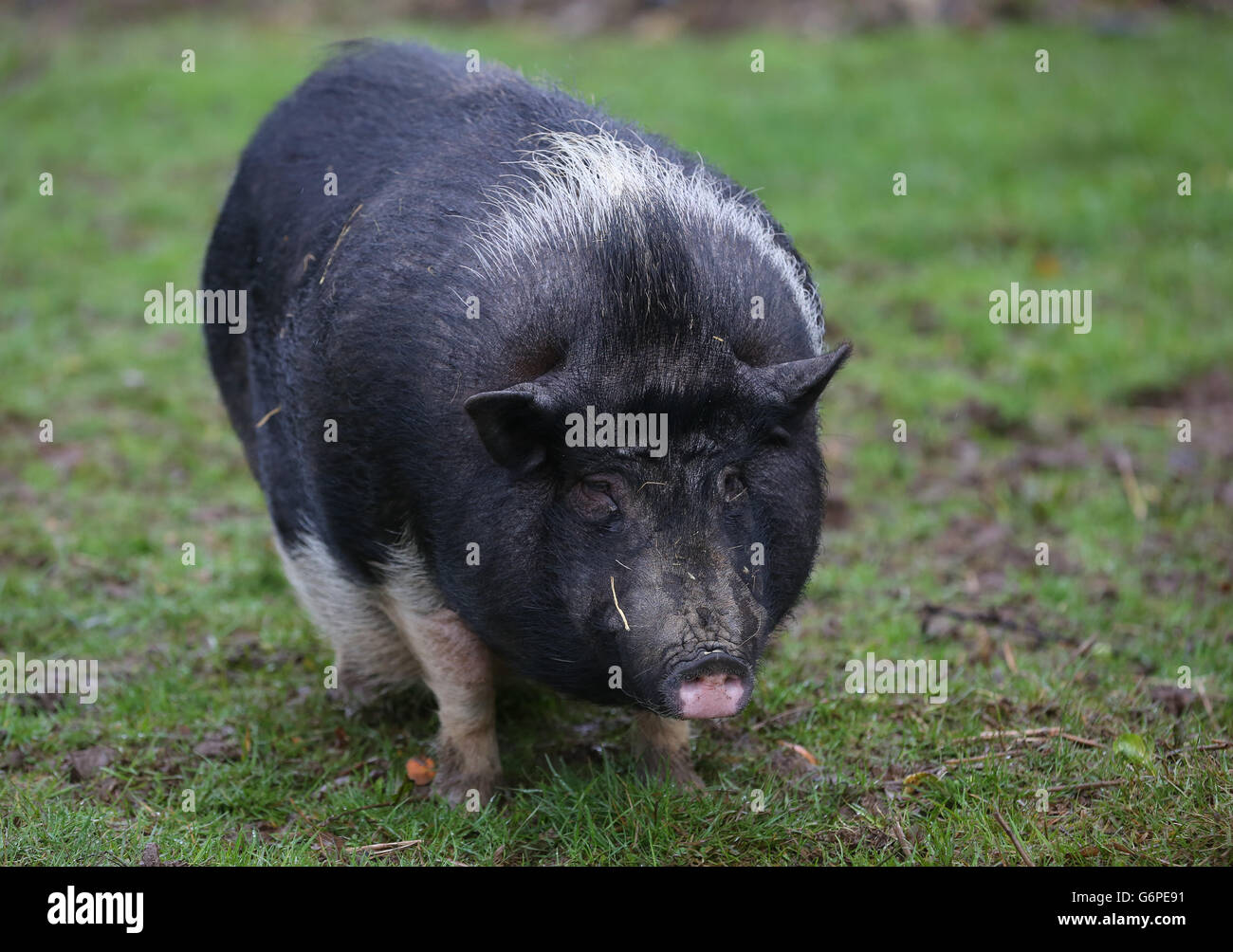 Porrick le cochon broute sur la terre dans folkestone Banque de ...