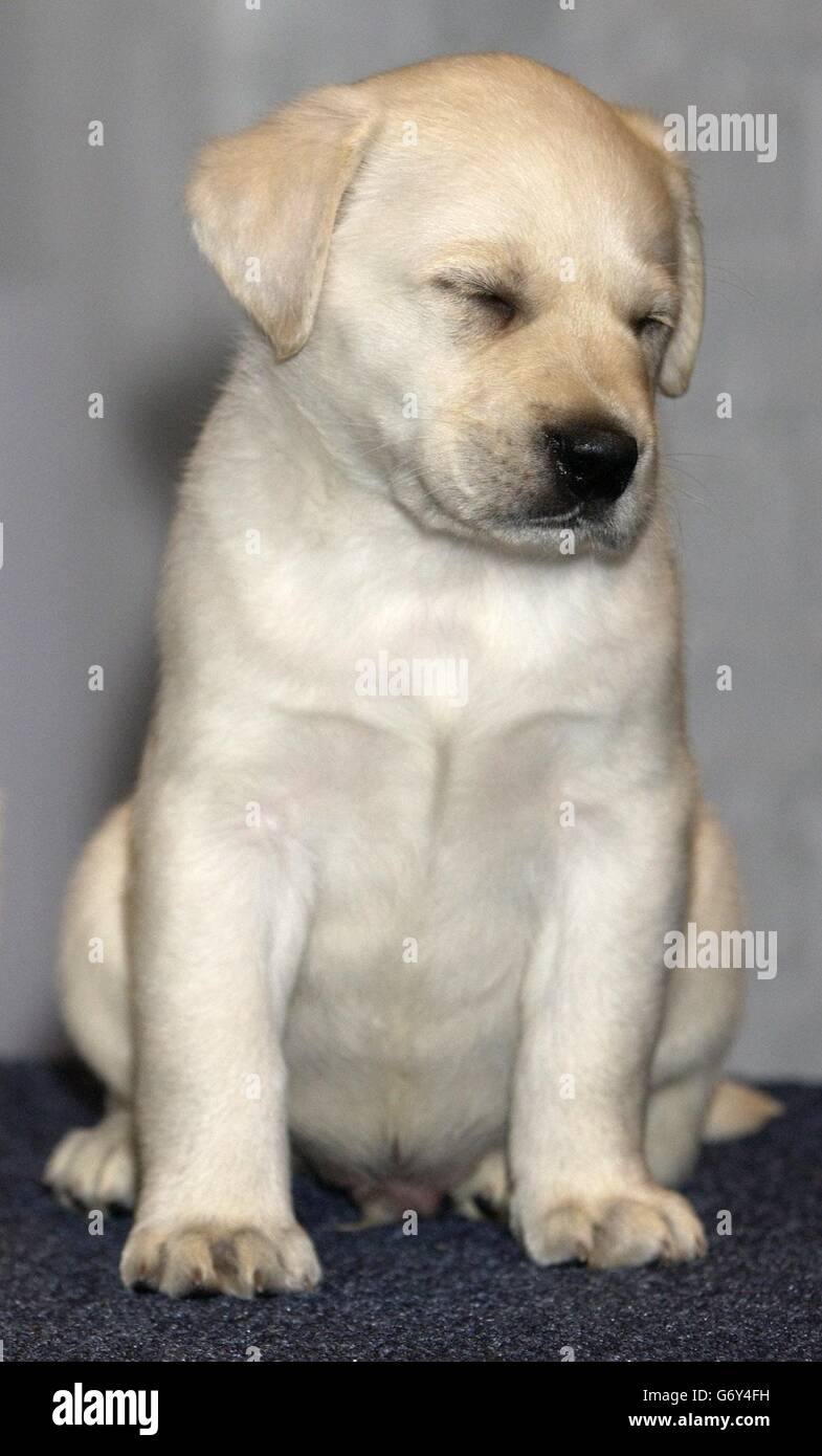 Andrex puppy Banque de photographies et d’images à haute résolution - Alamy