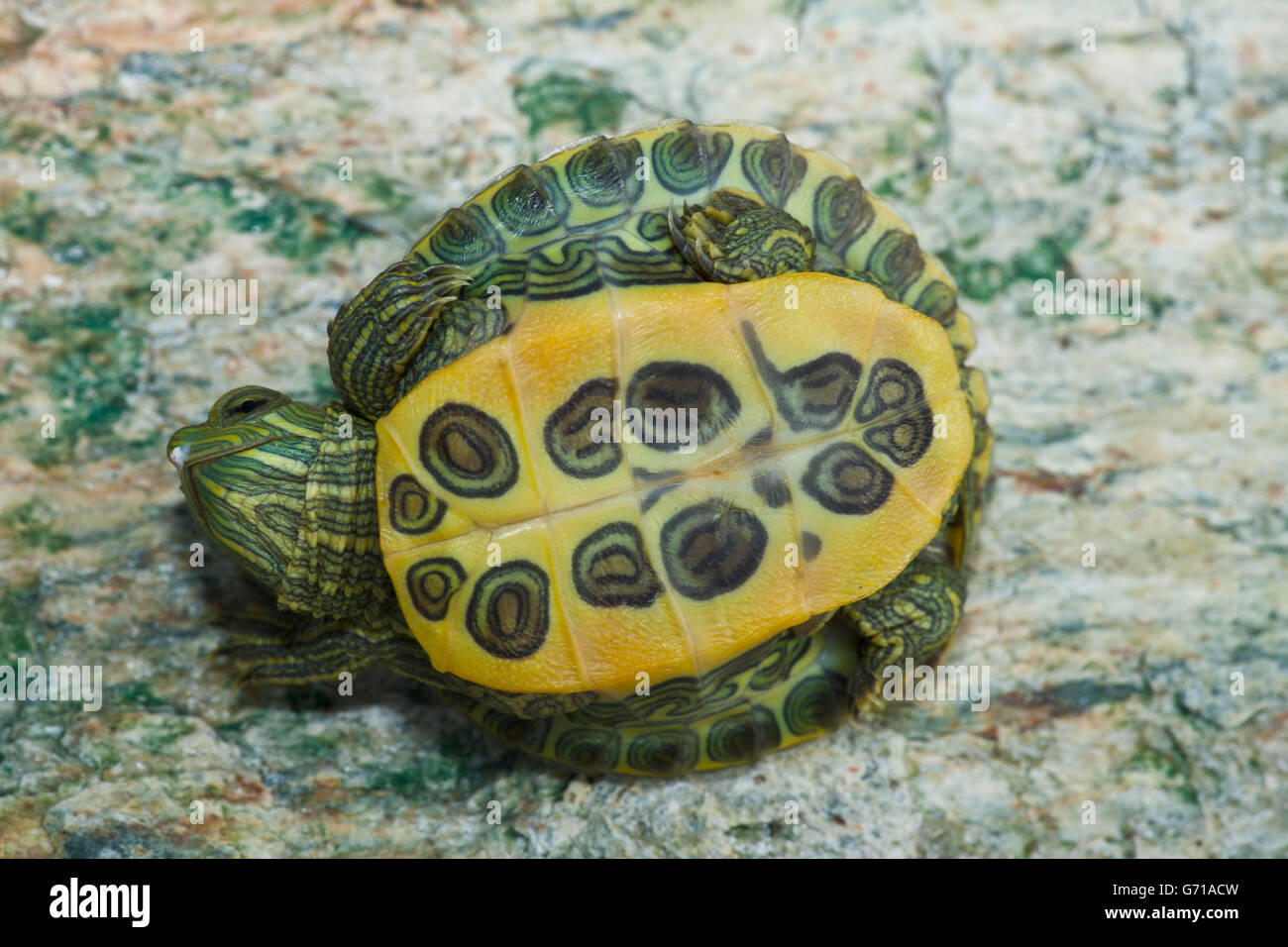 La Tortue à oreilles rouges, de poussins, de 12 jours, avec l'oeuf ...