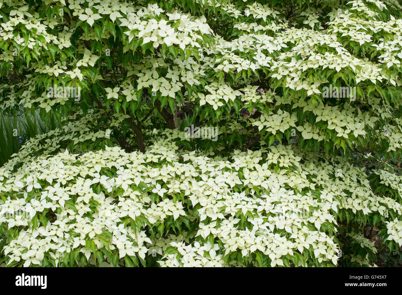 Cornus kousa dogwood flowering dogwood Banque de photographies et d ...