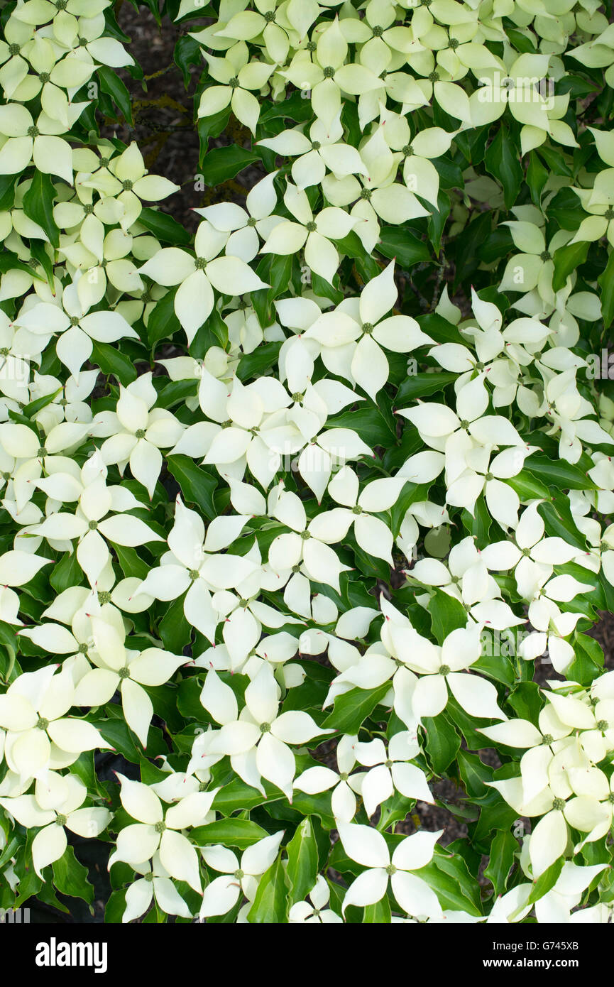 Cornus kousa dogwood flowering dogwood Banque de photographies et d ...