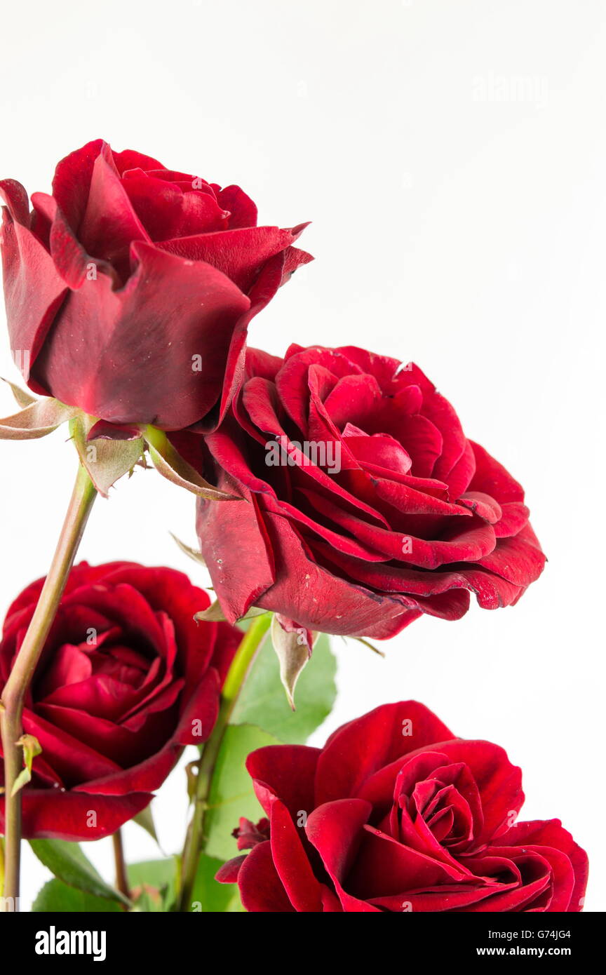 Bouquet de rose rouge Banque de photographies et d’images à haute ...