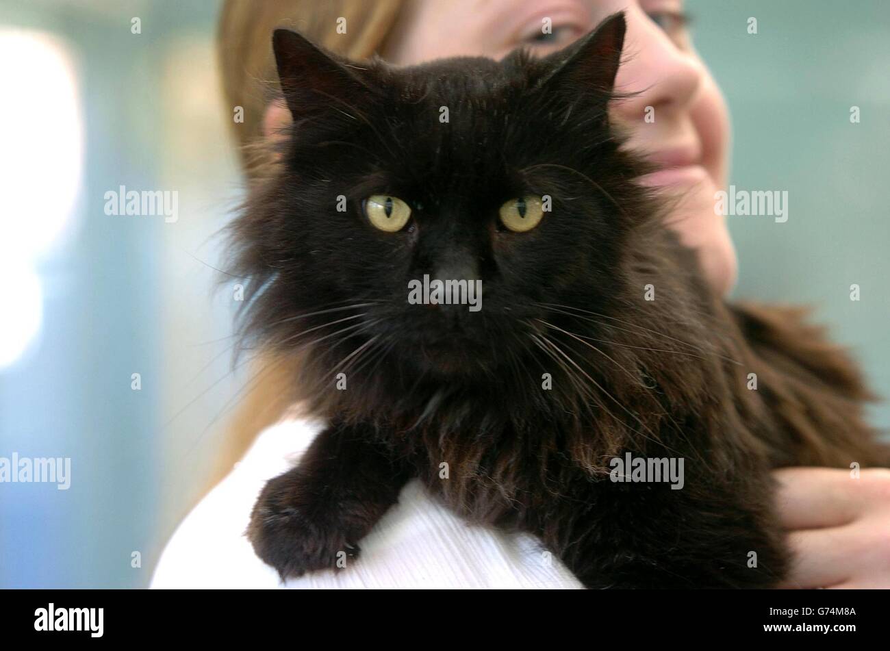 Chat puce électronique Banque de photographies et d’images à haute ...