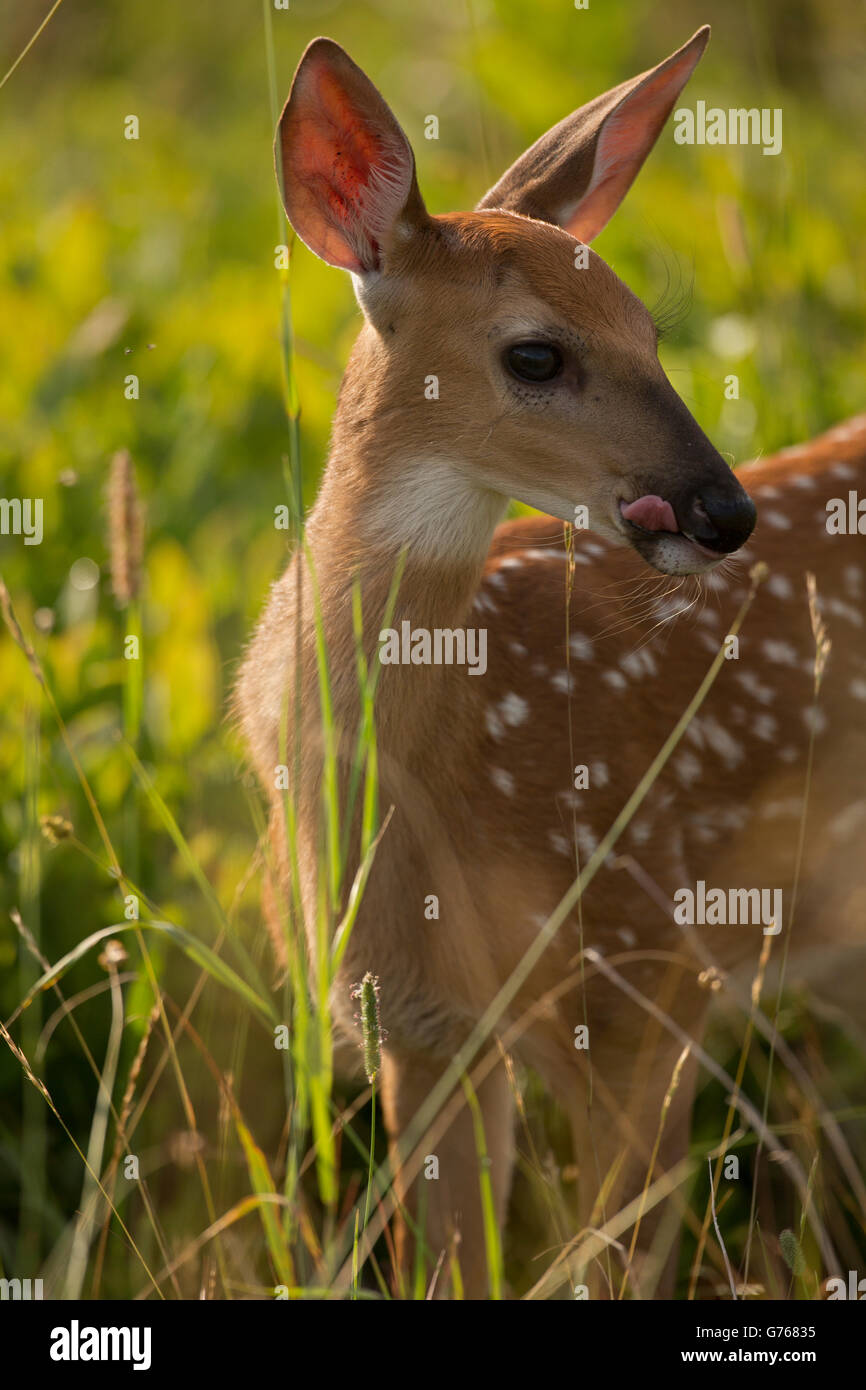 Petit fauve Banque de photographies et d’images à haute résolution - Alamy