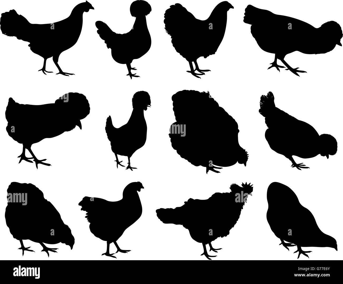 Illustration des différents types de poules isolated on white Image ...