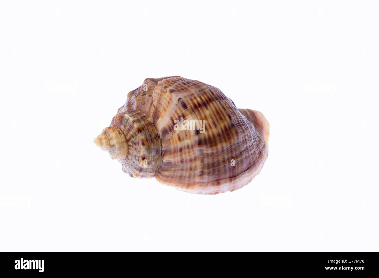 Mer d'escargot Banque de photographies et d’images à haute résolution ...