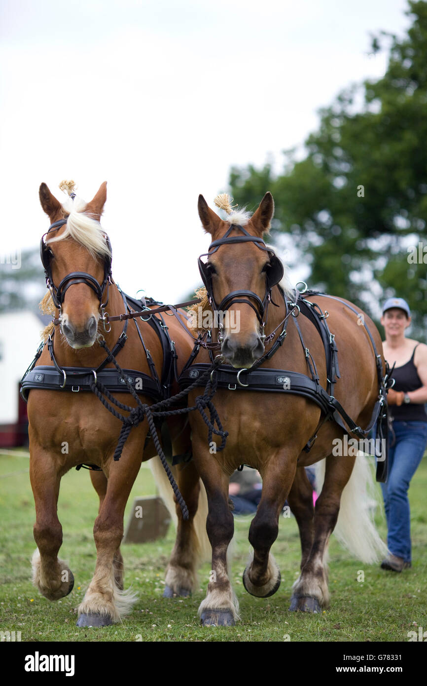 Cheval comtois attelé Banque de photographies et d’images à haute ...