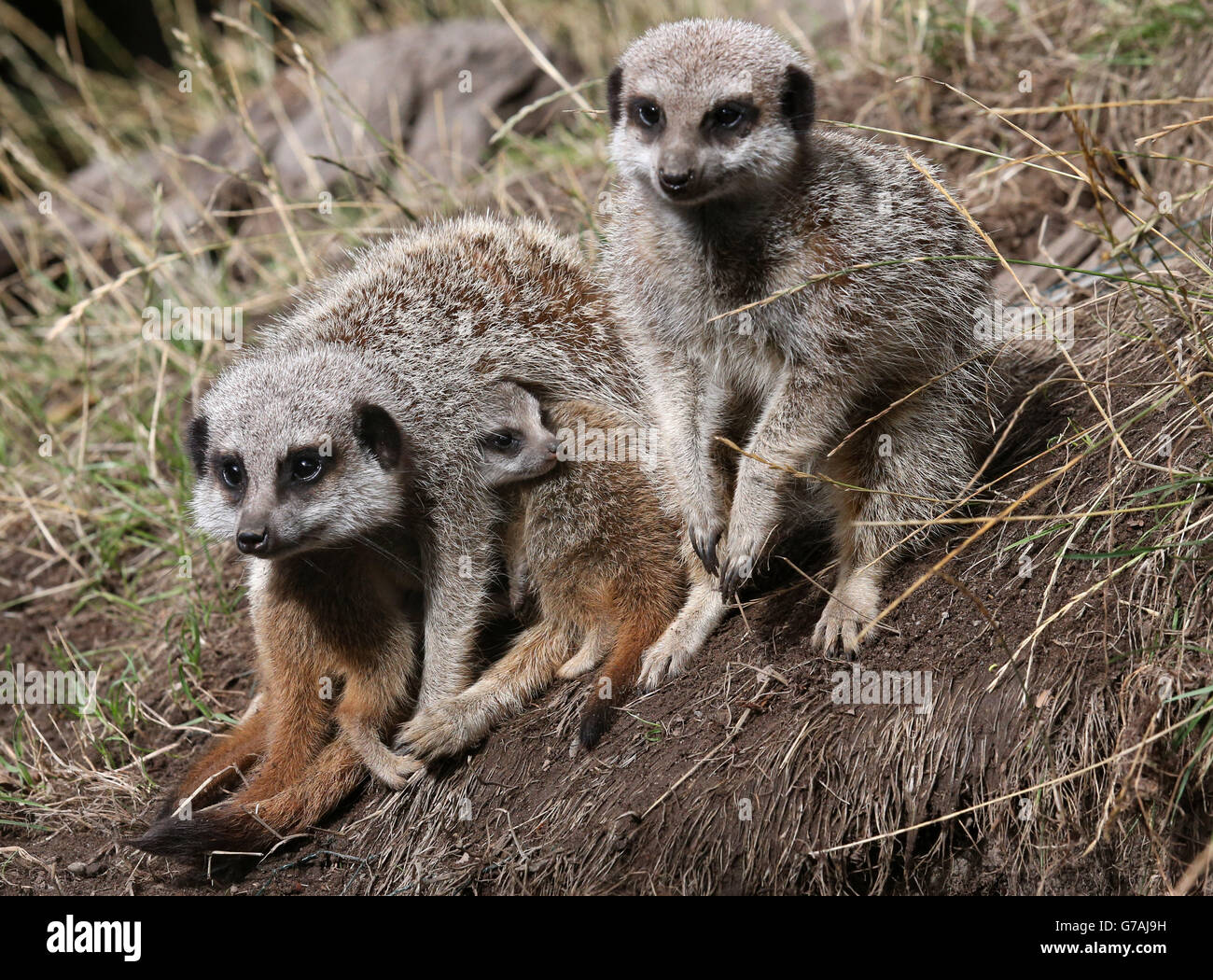 Meekats Banque de photographies et d’images à haute résolution - Alamy