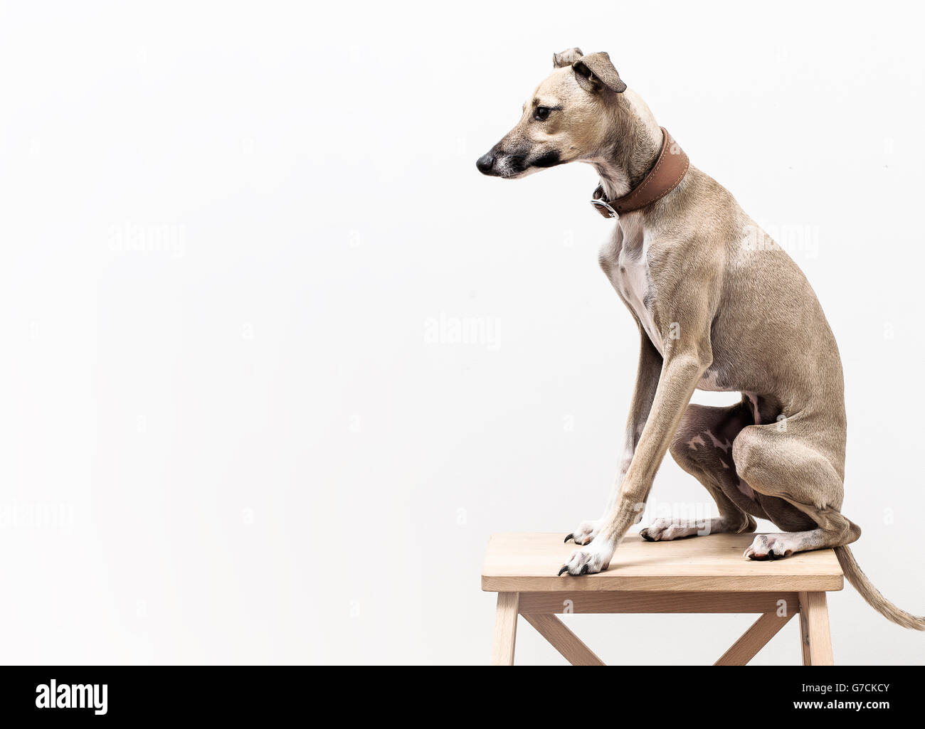 Chien de race italienne Banque de photographies et d’images à haute ...