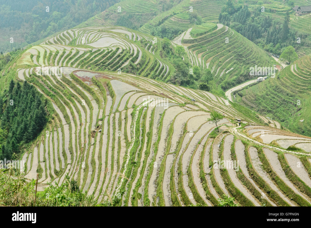 Belles terrasses de riz Jinkeng Longji dans la région autonome du ...