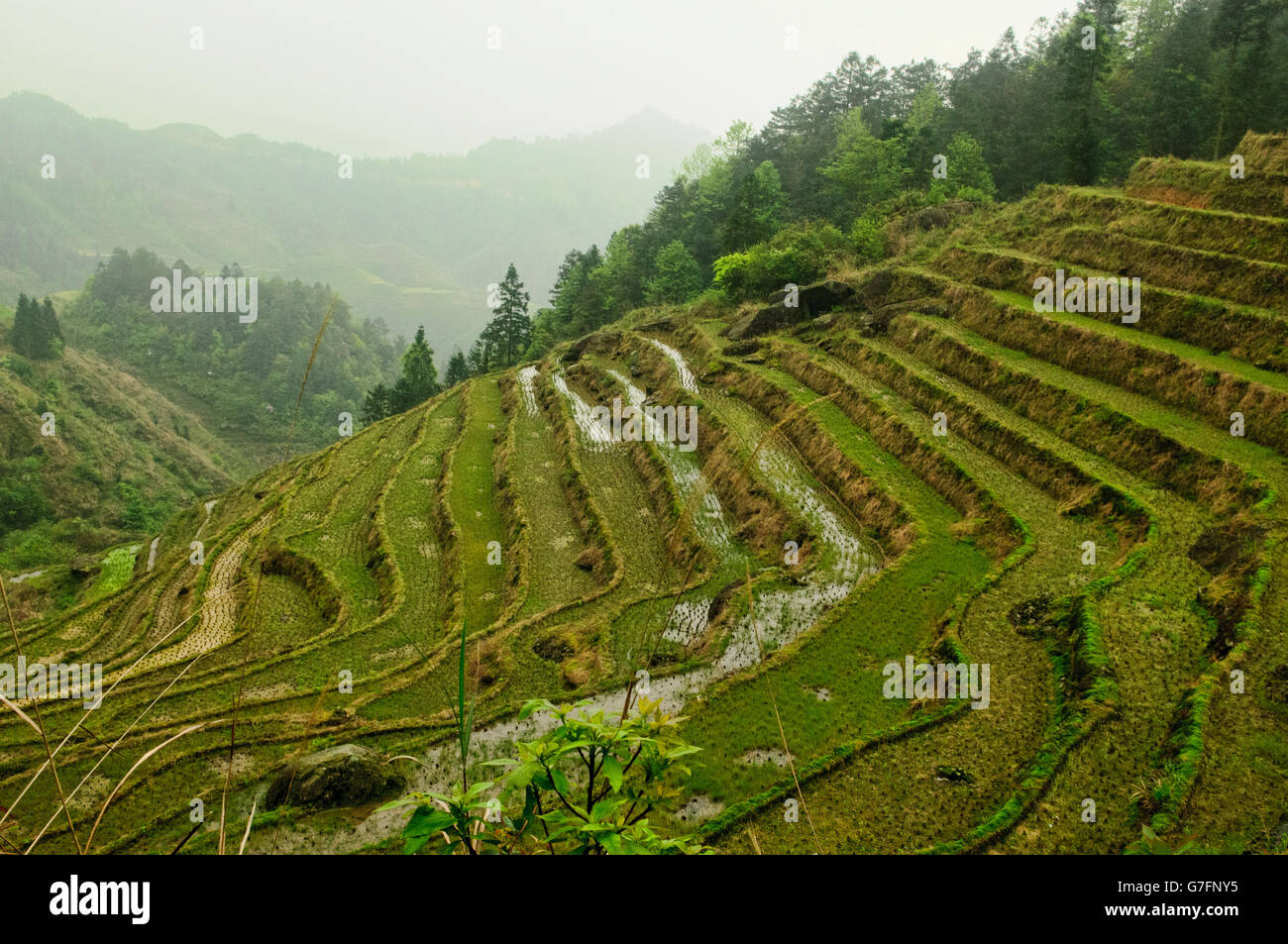 Belles terrasses de riz Jinkeng Longji dans la région autonome du ...