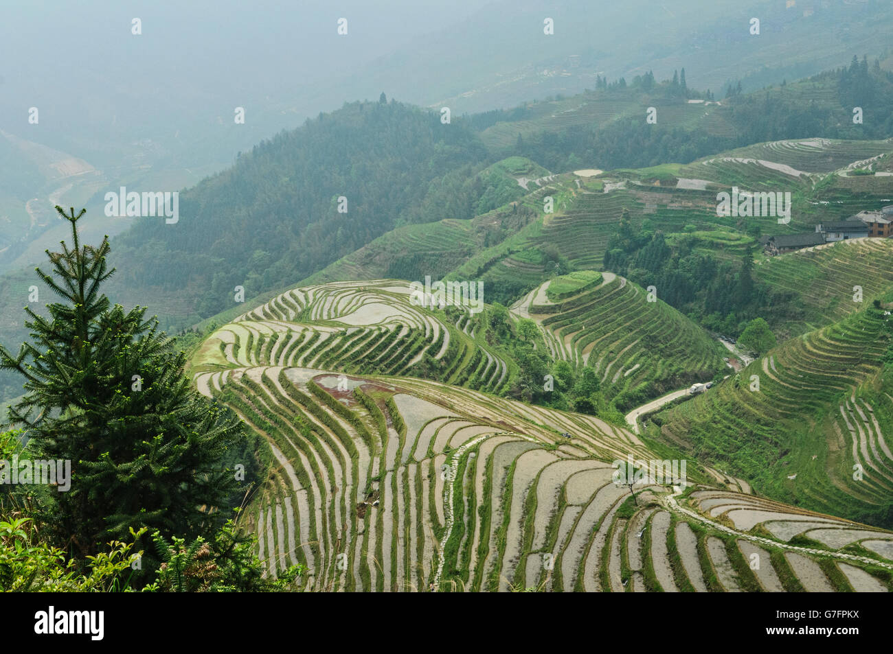 Belles terrasses de riz Jinkeng Longji dans la région autonome du ...