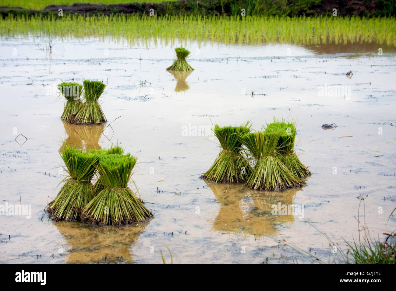 Repiquage de riz Banque de photographies et d’images à haute résolution ...