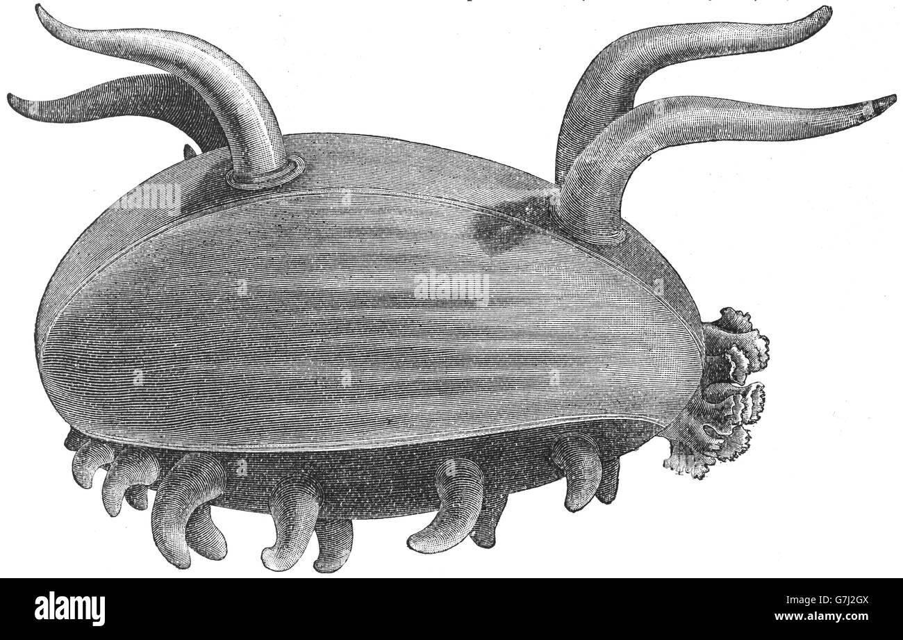 Scotoplanes globosa Banque de photographies et d’images à haute ...