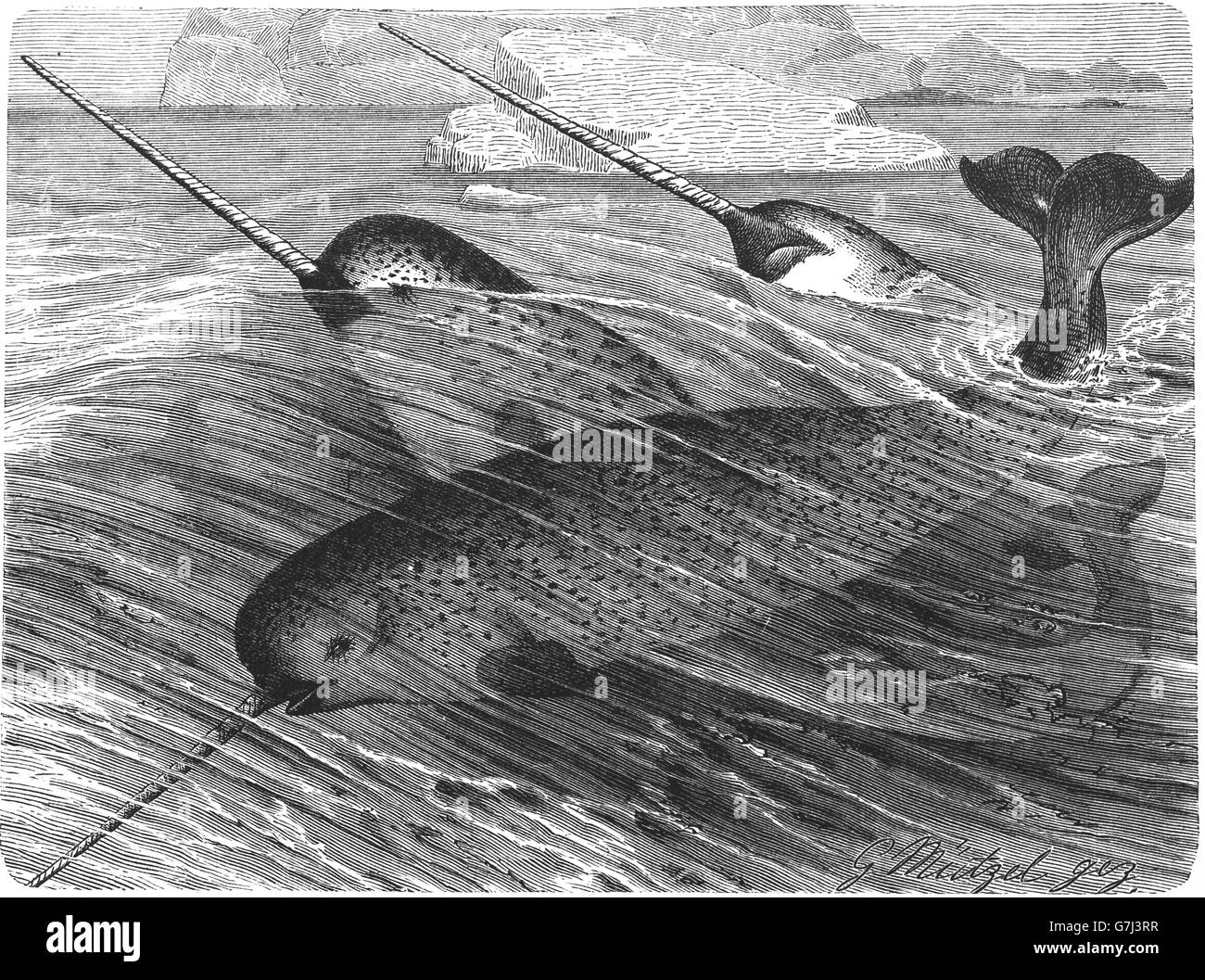 Narval dessin Banque de photographies et d’images à haute résolution ...