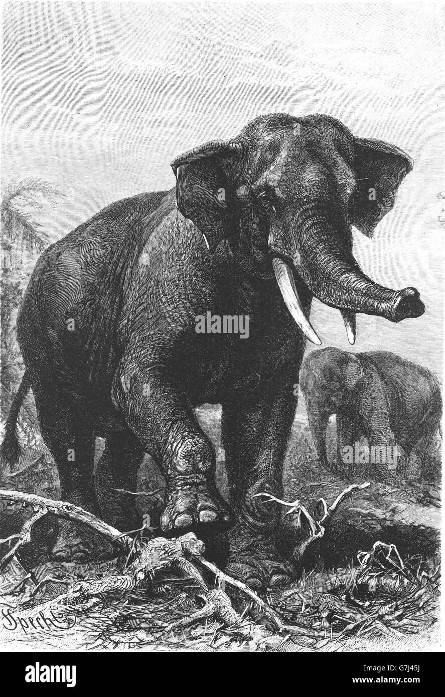 Elephas maximus drawing Banque de photographies et d’images à haute ...