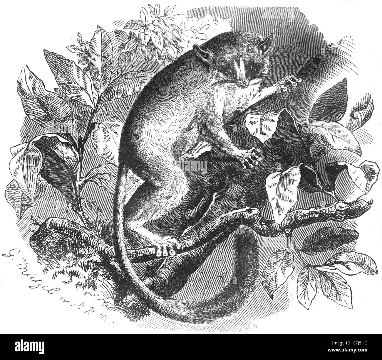 Lémurien souris pygmée, le Microcebus Myoxinus, Peters' de la souris ...