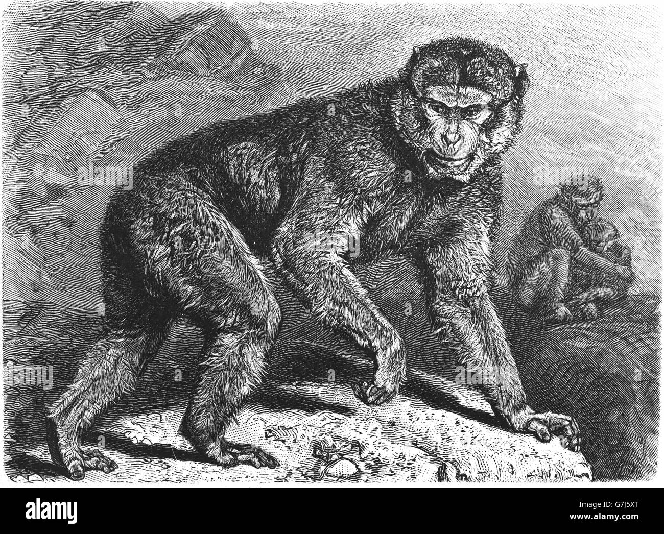 Dessin de macaque Banque de photographies et d’images à haute ...
