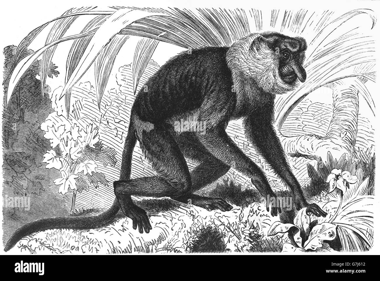 Proboscis singe nasalis larvatus Banque d'images noir et blanc - Alamy