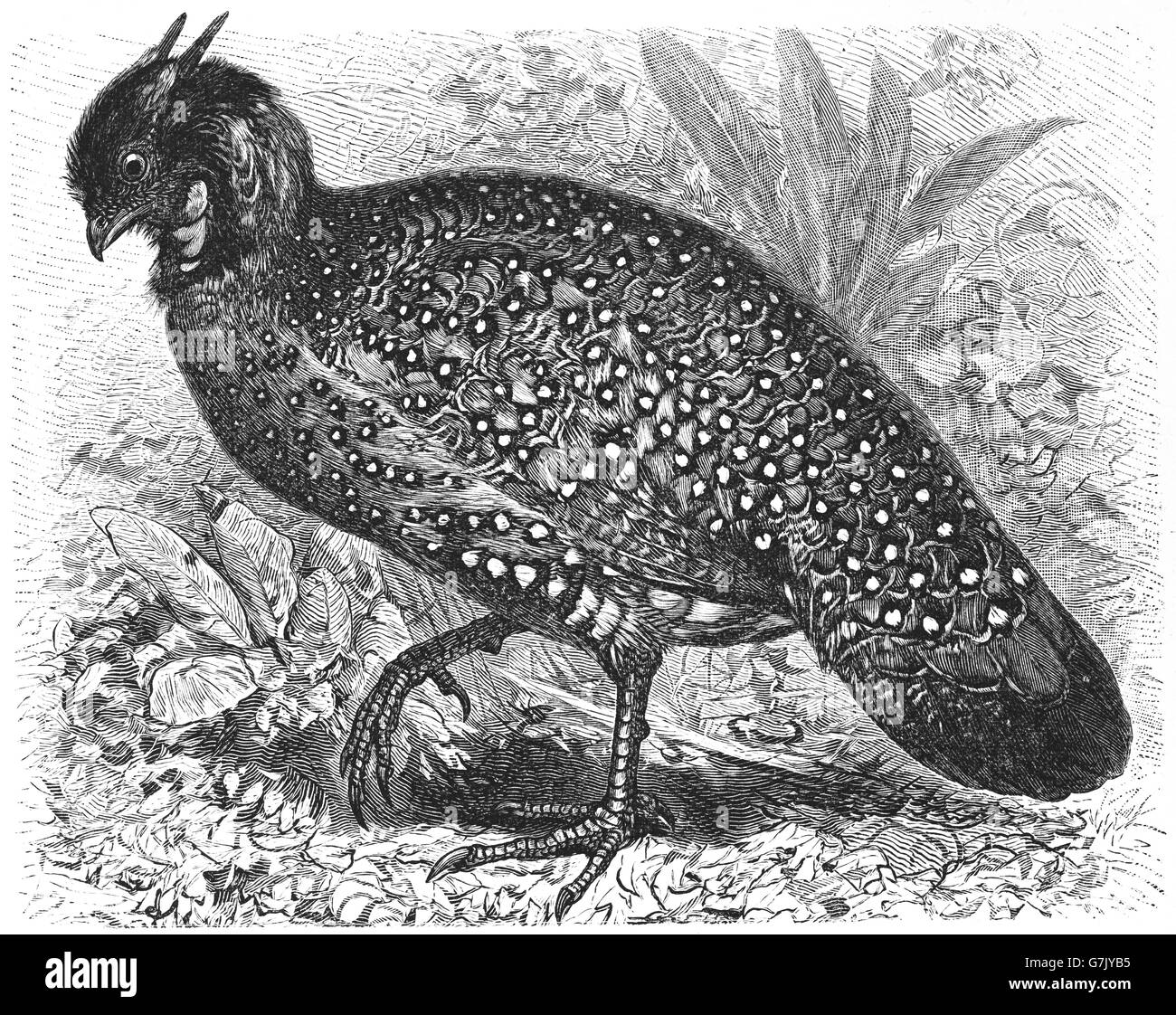 Tragopan pheasant Banque de photographies et d’images à haute ...