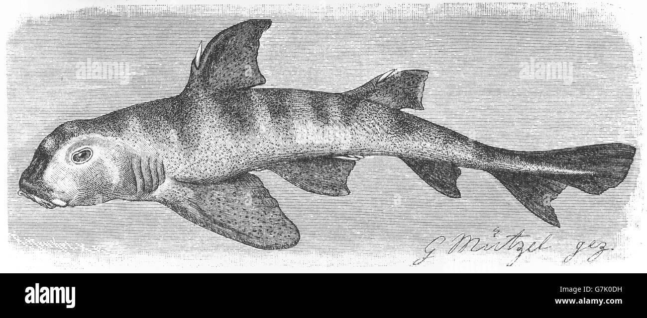 Bullhead shark Banque de photographies et d’images à haute résolution ...