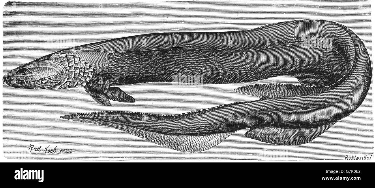 Requin à collerette Banque d'images noir et blanc - Alamy