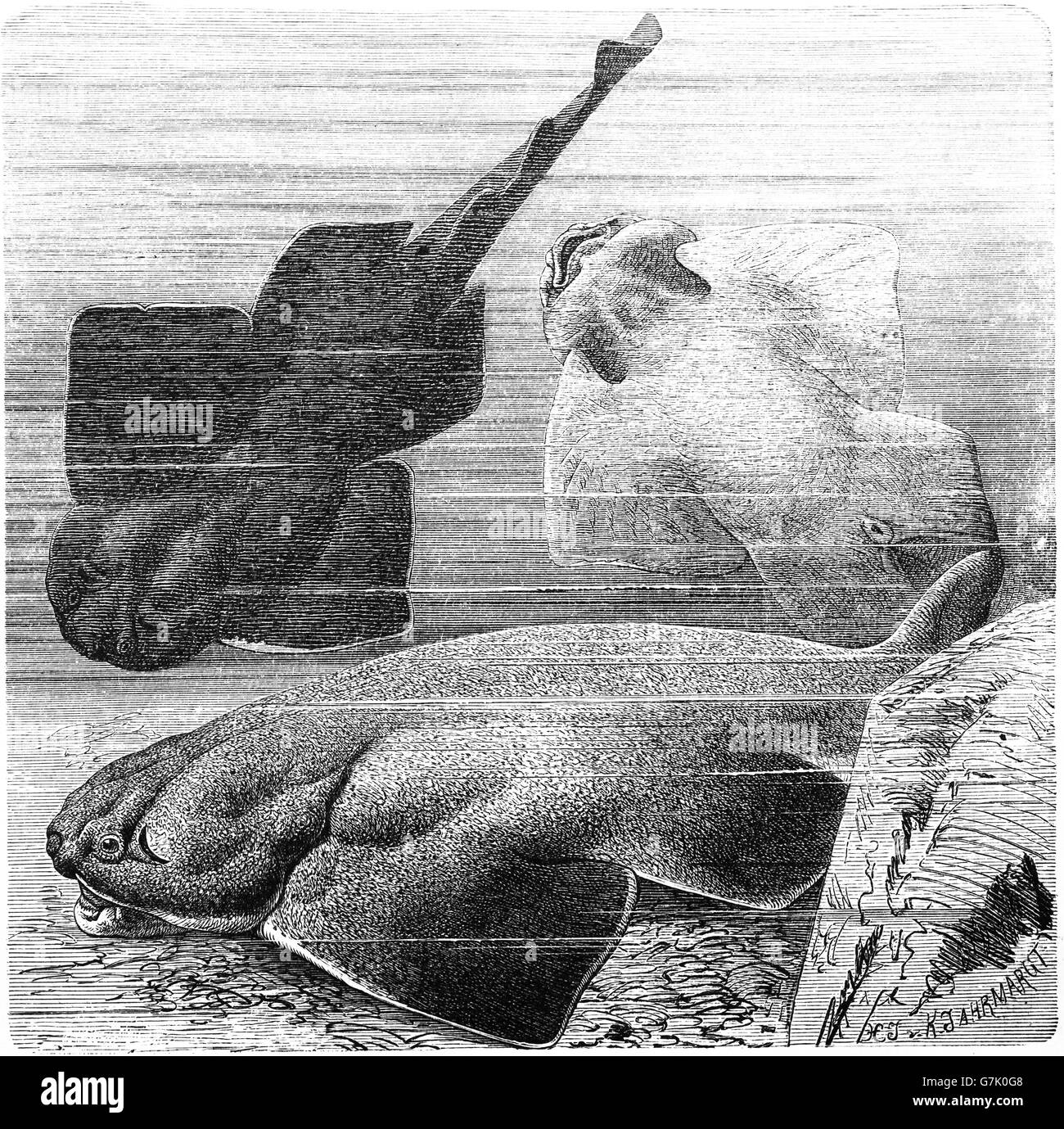 Requin ange squatina squatina Banque d'images noir et blanc - Alamy