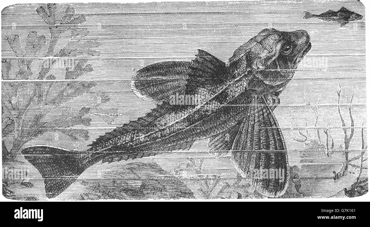 Trigla hirundo Banque de photographies et d’images à haute résolution ...