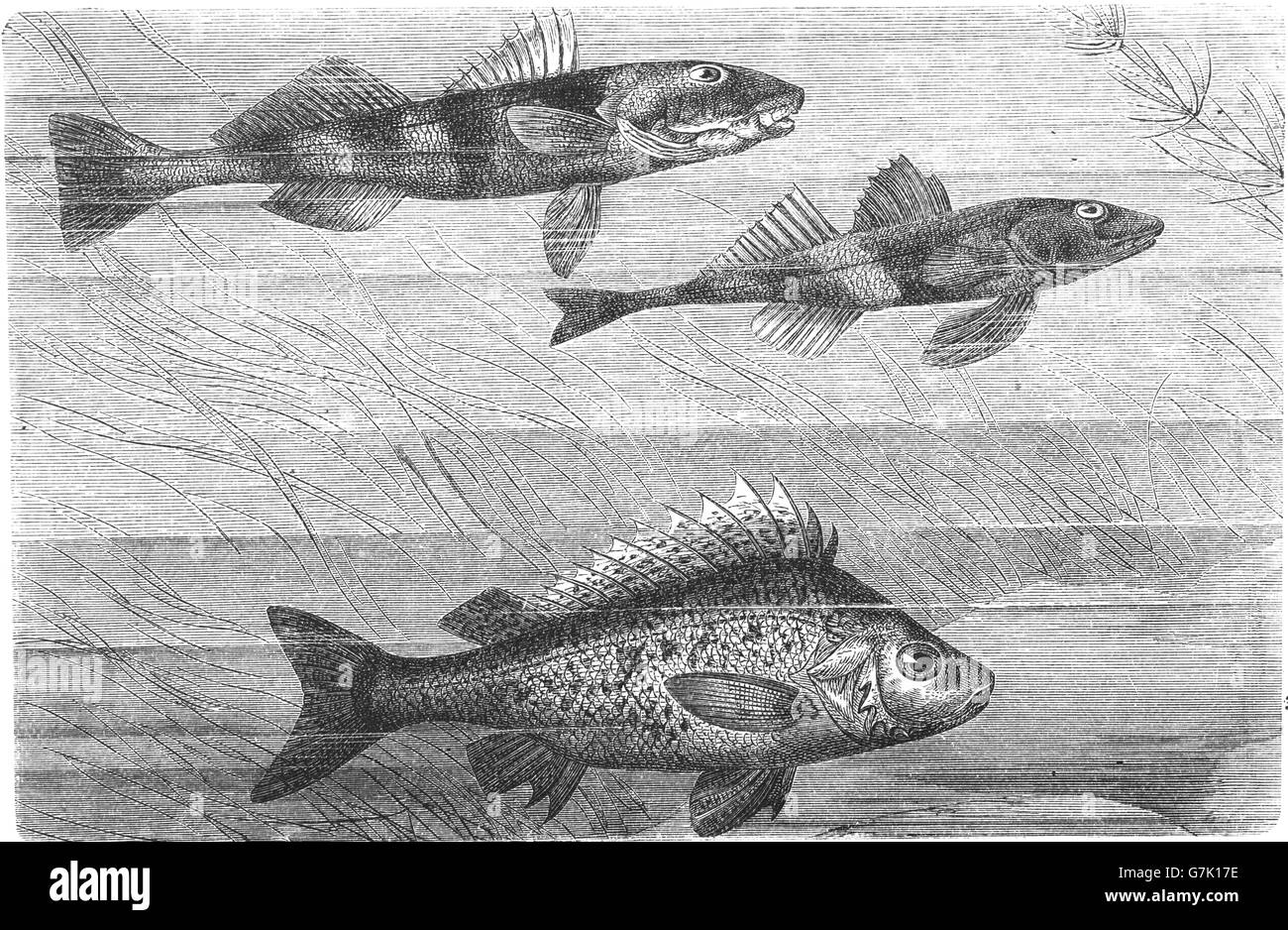 Zingel streber Banque de photographies et d’images à haute résolution ...