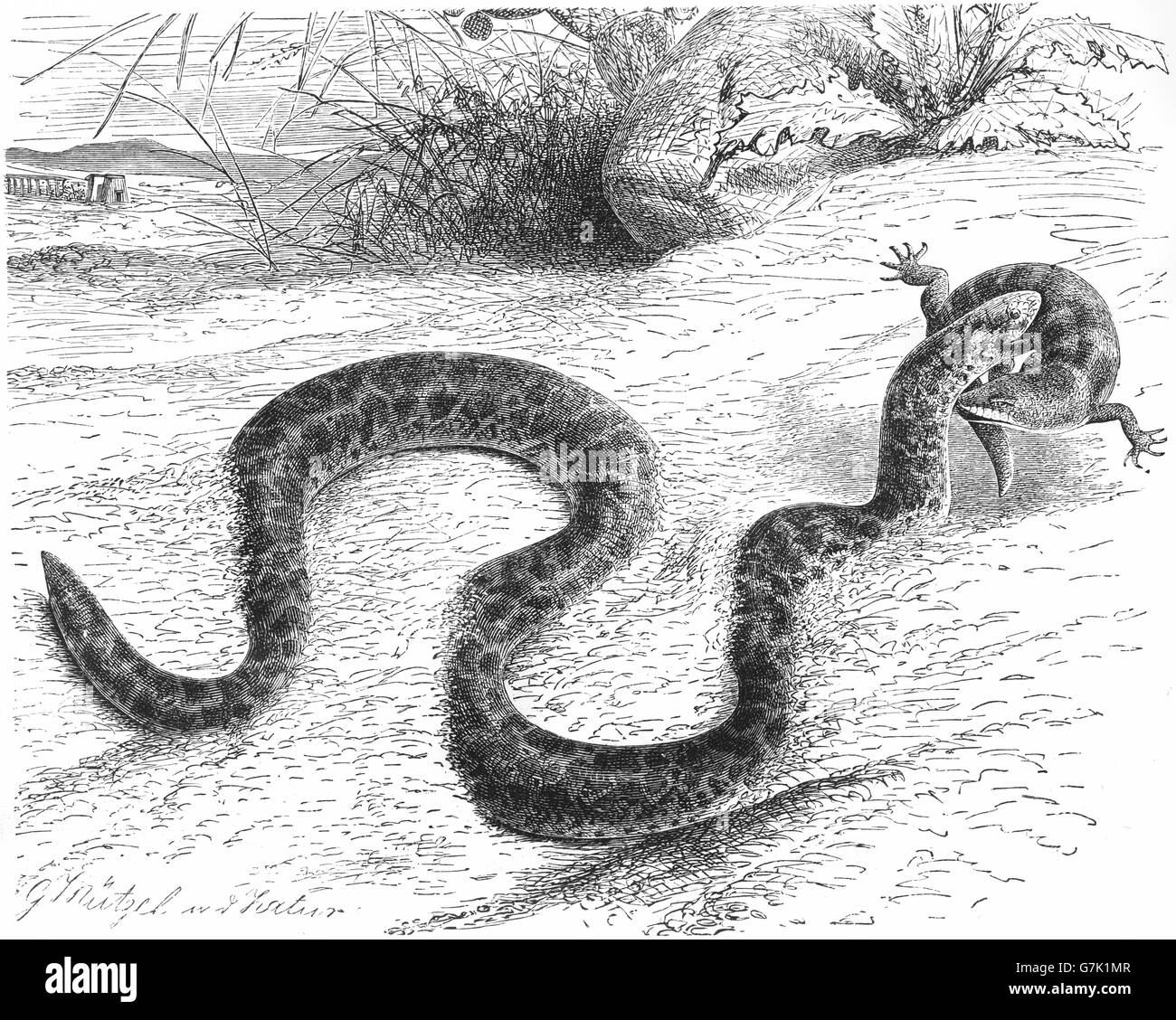 Jaculus jaculus Banque de photographies et d’images à haute résolution ...