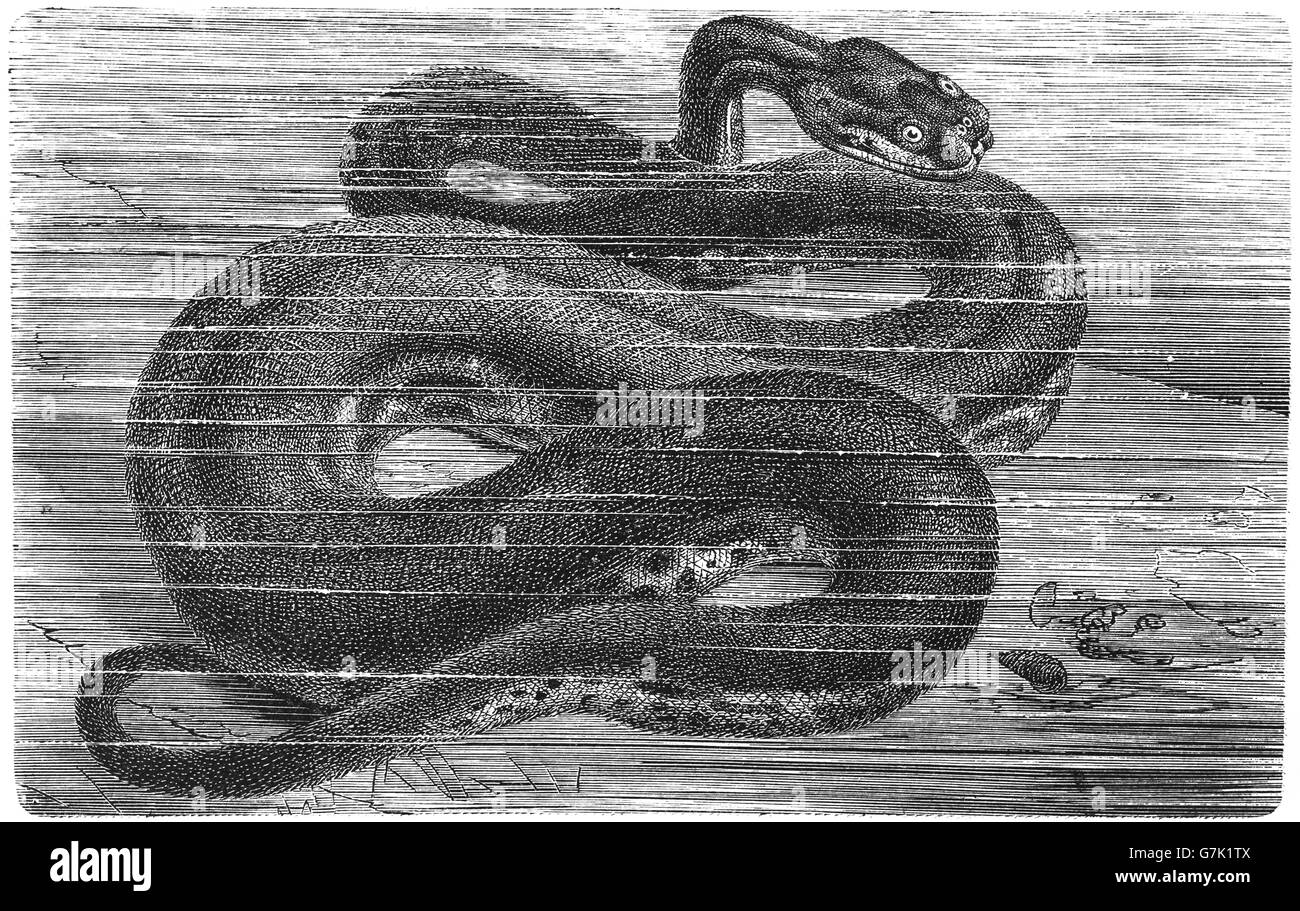 Elephant Trunk Snake Acrochordus Javanicus Banque d'image et photos - Alamy