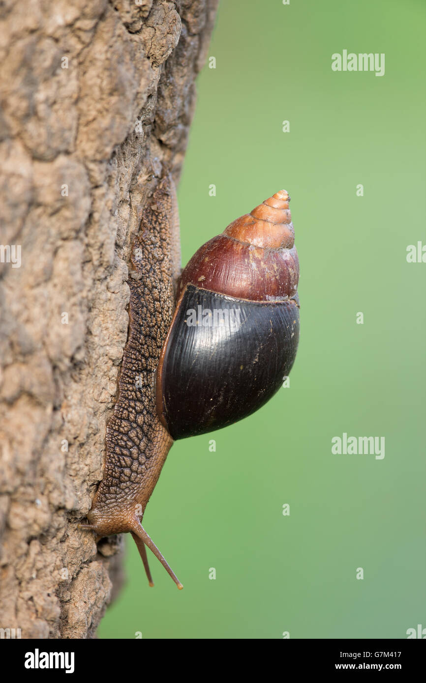 Escargot géant africain Banque de photographies et d’images à haute ...