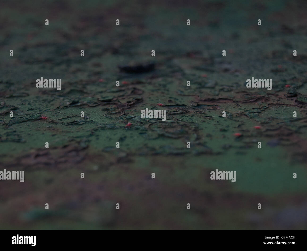 Petits acariens Banque de photographies et d’images à haute résolution ...