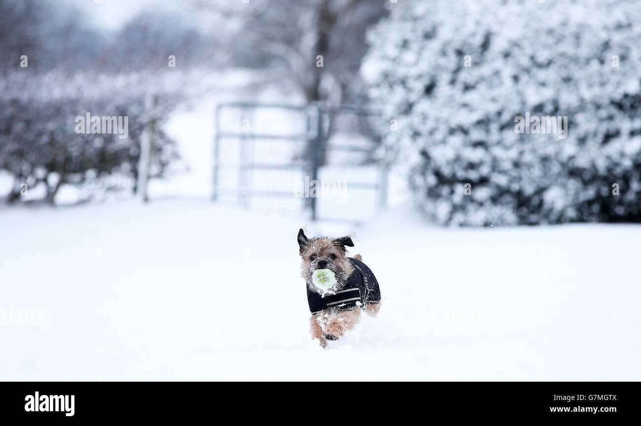 Jacques, le Border Terrier, joue dans les champs enneigés de Langley ...