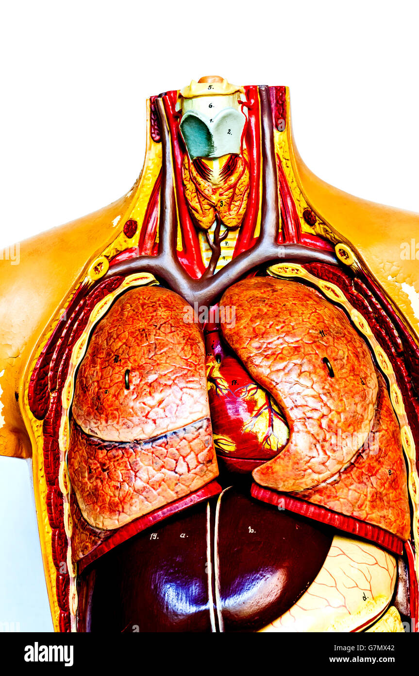 Modèles anatomiques ; anatomische modelle Photo Stock - Alamy