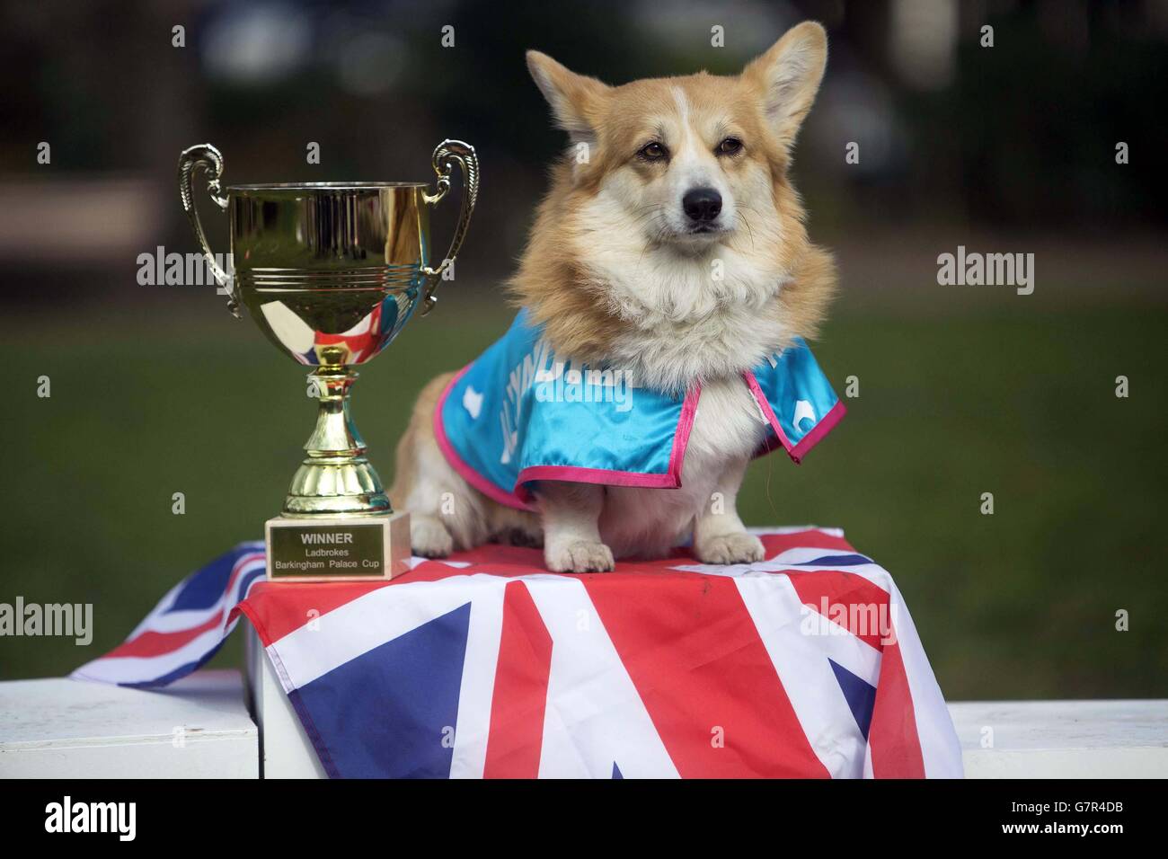 Ladbrokes barkingham palace gold cup course de corgi royal Banque de ...