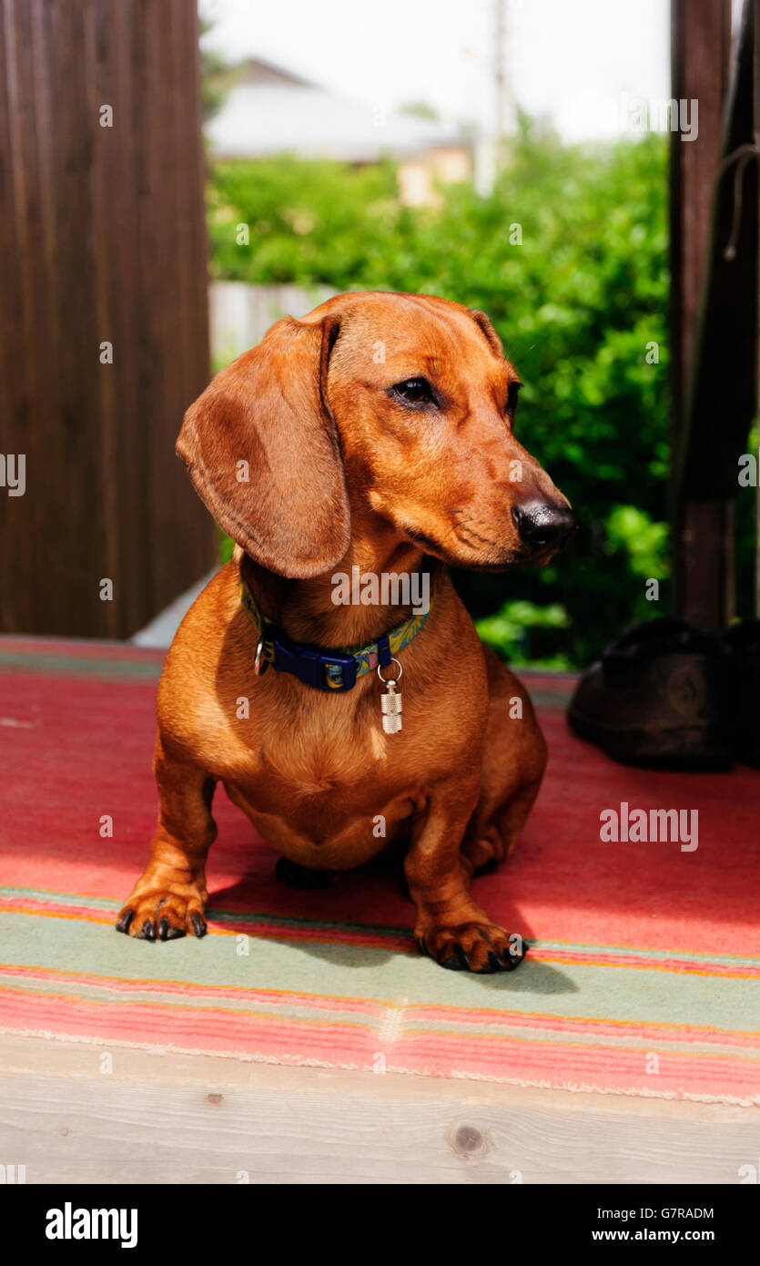 Teckel est assis Banque de photographies et d’images à haute résolution ...