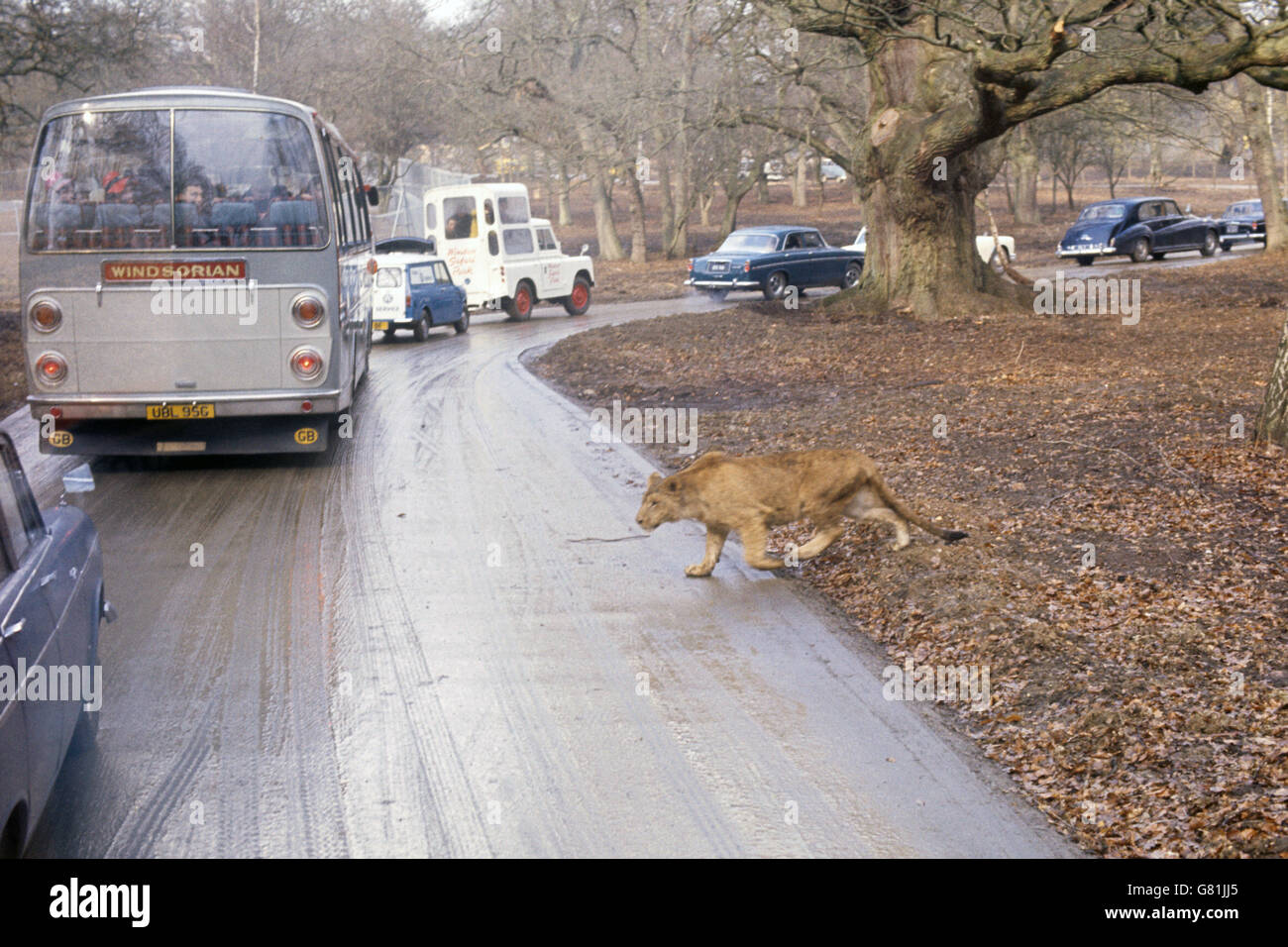 Windsor safari park Banque de photographies et d’images à haute ...