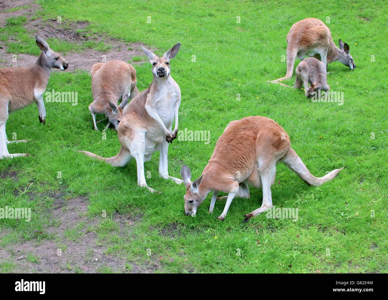 Kangourou roux Banque de photographies et d’images à haute résolution ...