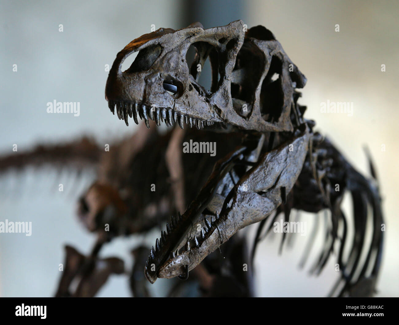 Dinosaure allosaurus Banque de photographies et d’images à haute résolution - Alamy