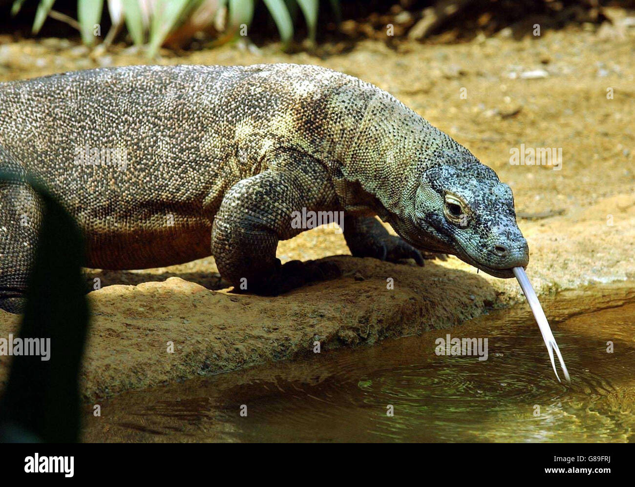 La femelle Komodo dragon Sungai et l'infirmière Vet Matthew Rendle dans ...