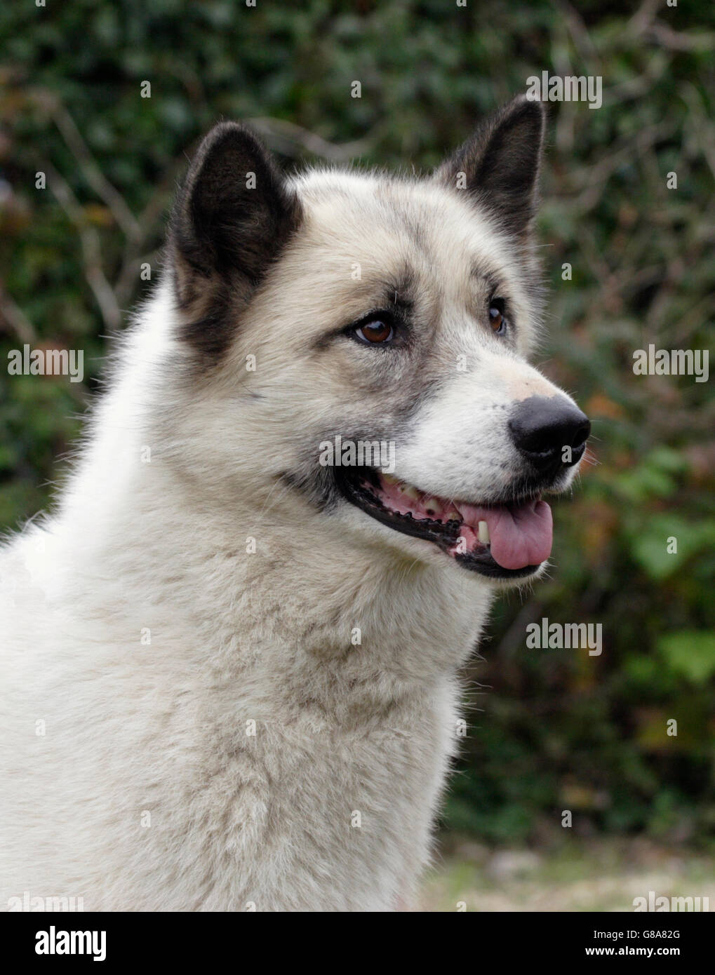 chien du Groenland Photo Stock - Alamy