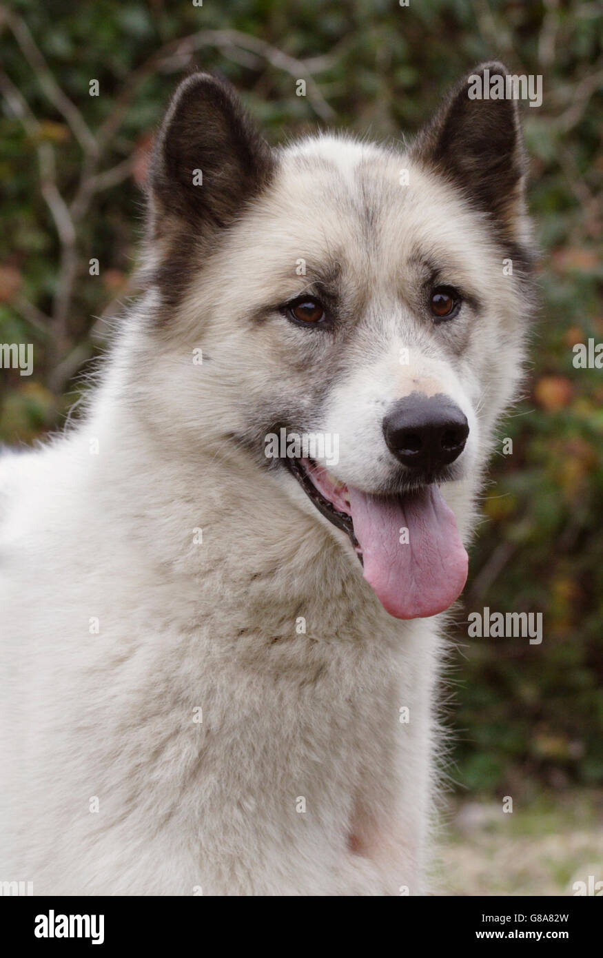 Husky du groenland Banque de photographies et d’images à haute ...