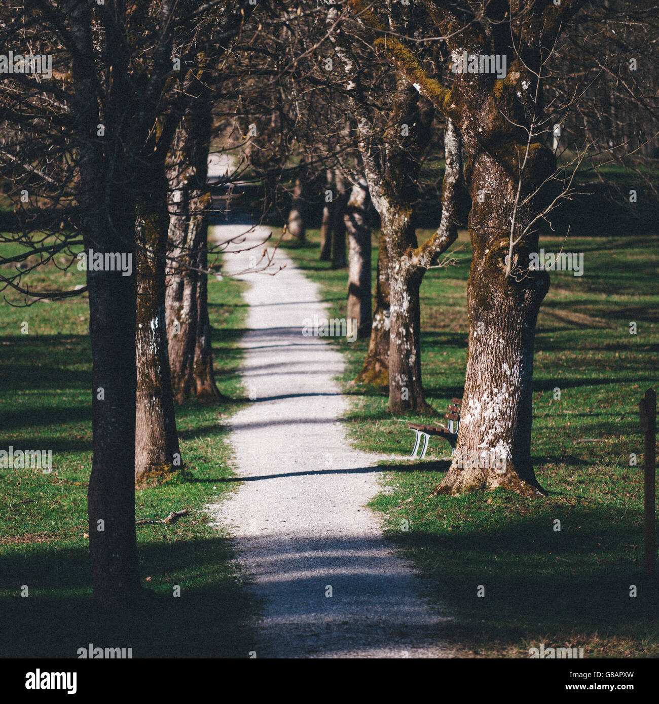 Tree allee Banque de photographies et d’images à haute résolution - Alamy