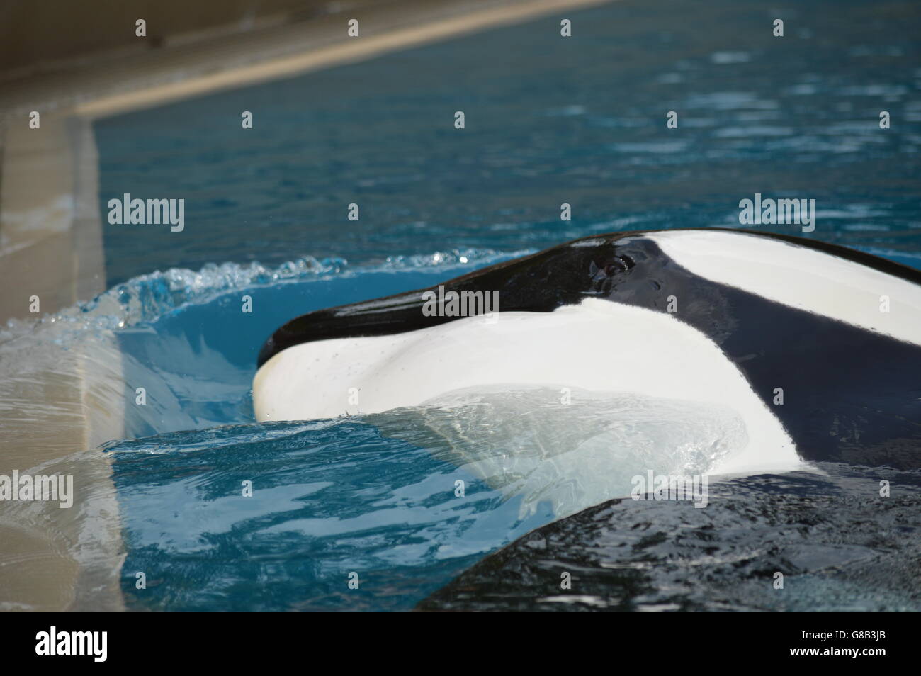 Orca flipper Banque de photographies et d’images à haute résolution - Alamy