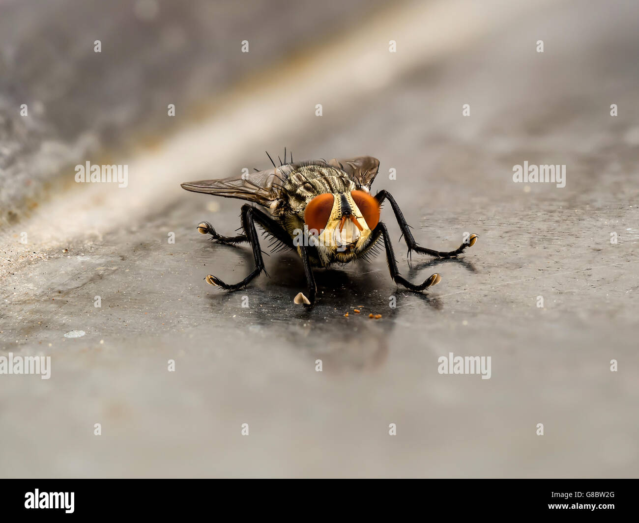 La nourriture des insectes Banque de photographies et d’images à haute ...