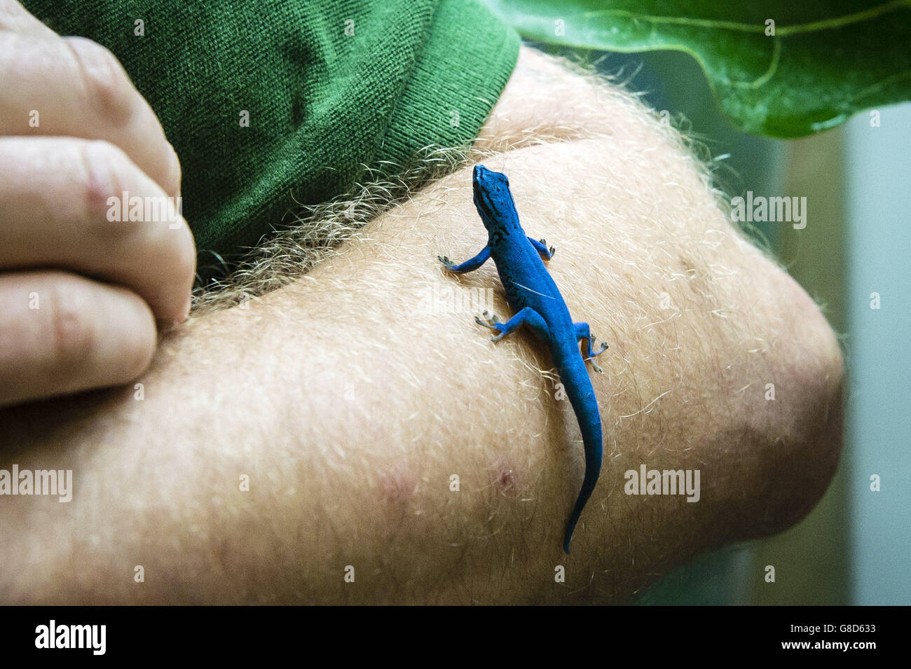 Electric blue gecko Banque de photographies et d’images à haute ...