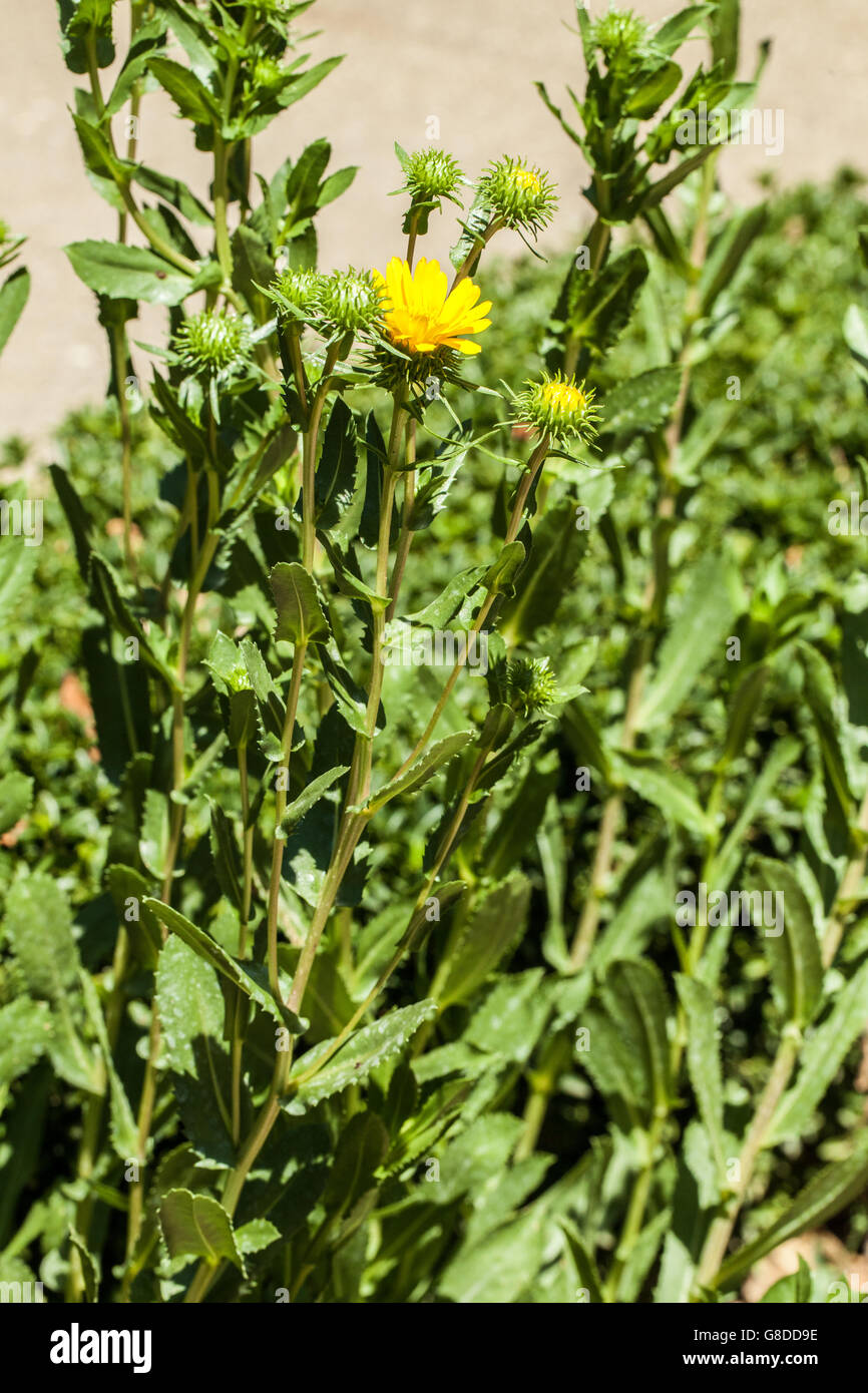 Grindelia robusta Banque de photographies et d’images à haute résolution - Alamy