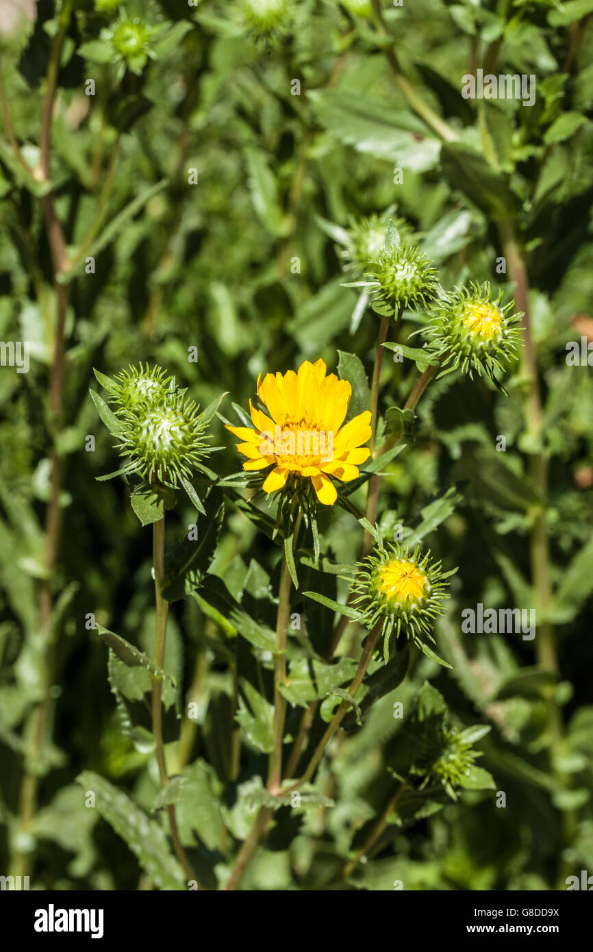 Grindelia robusta Banque de photographies et d’images à haute résolution - Alamy