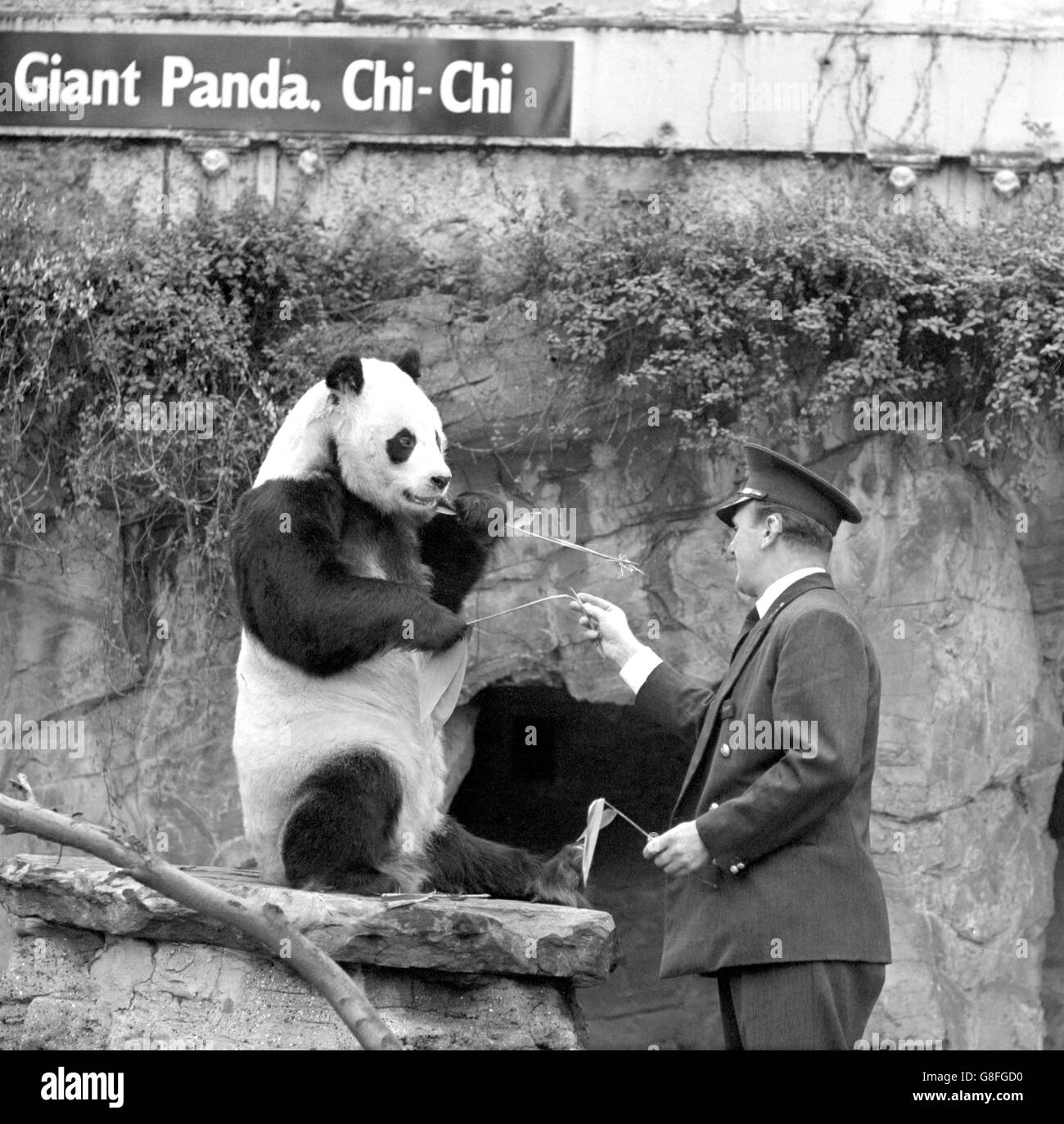 Chi chi the panda at london zoo Banque de photographies et d’images à ...